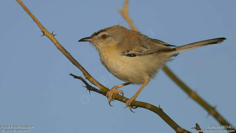 Prinia à front écailleux - Spiloptile à front écailleux - hemi266732