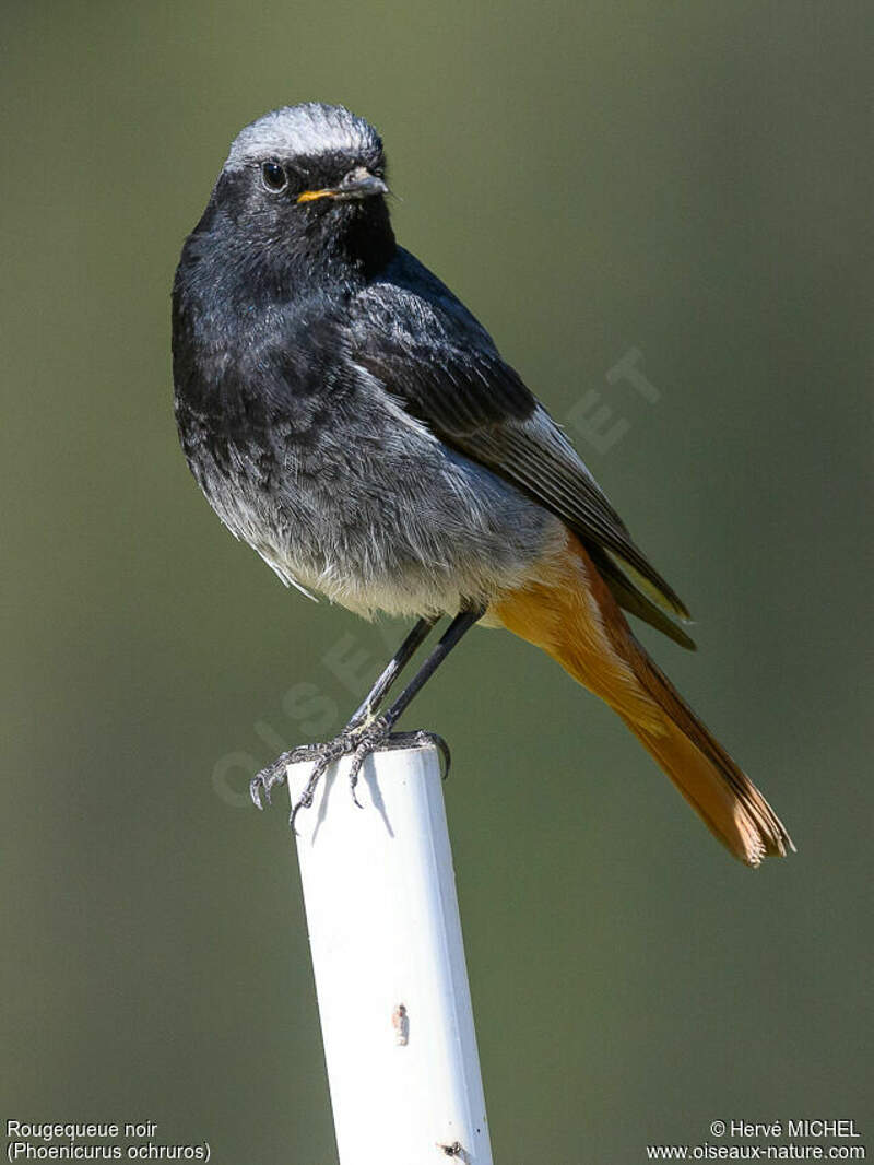Rougequeue noir mâle adulte - hemi311329