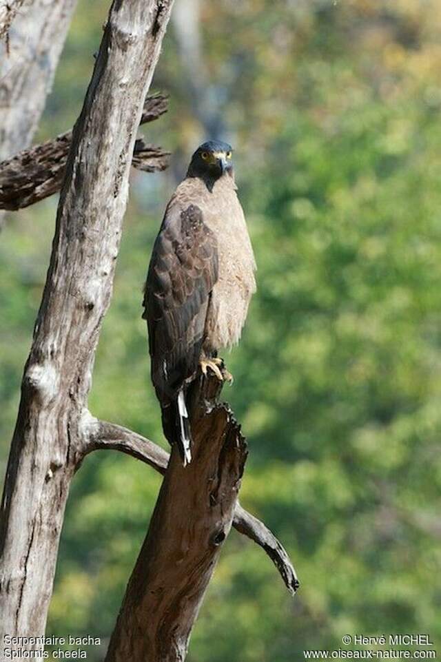 Serpentaire bacha adulte - hemi138002