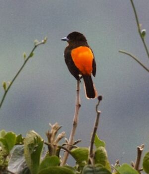 Flame-rumped Tanager - Ramphocelus flammigerus