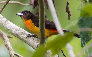 Flame-rumped Tanager - Ramphocelus flammigerus