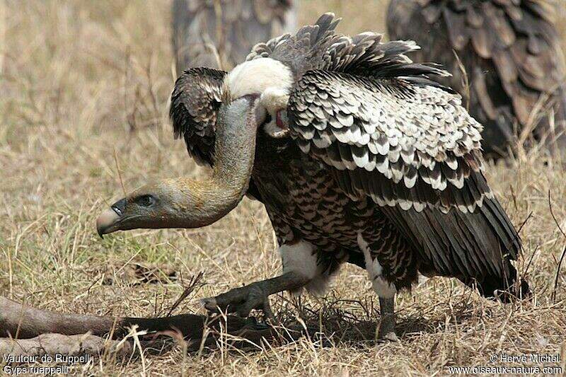 Vautour de Rüppell adulte - hemi45547