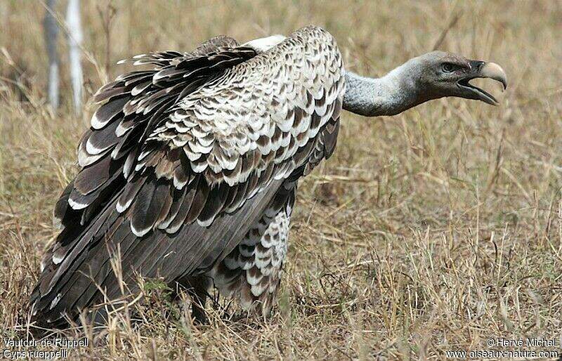 Vautour de Rüppell adulte - hemi45549