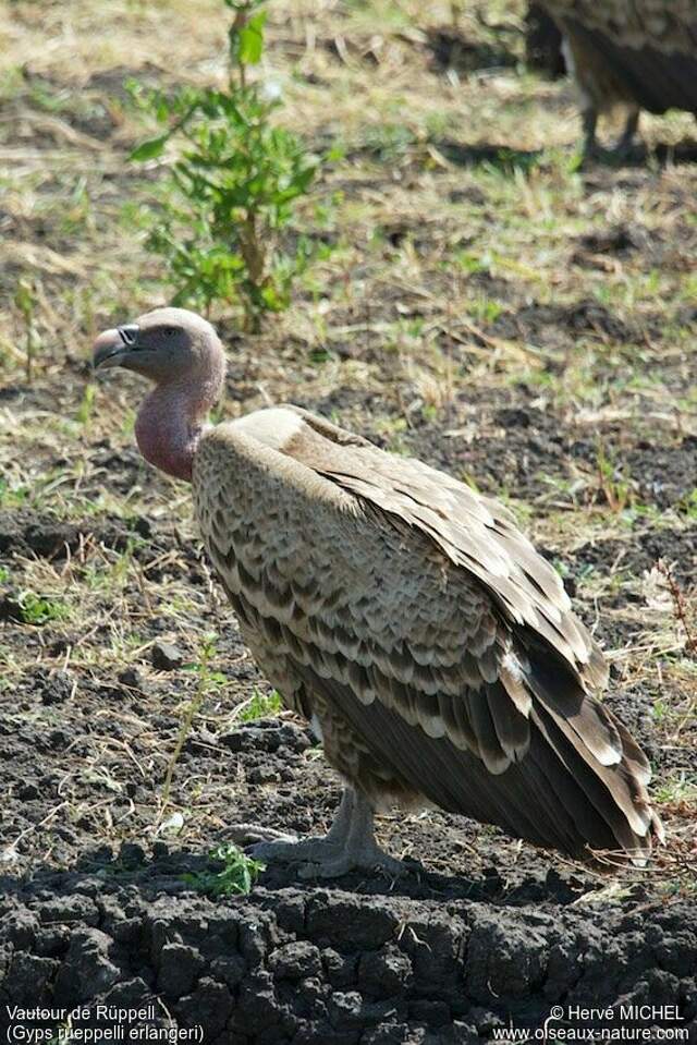 Vautour de Rüppell adulte - hemi176734