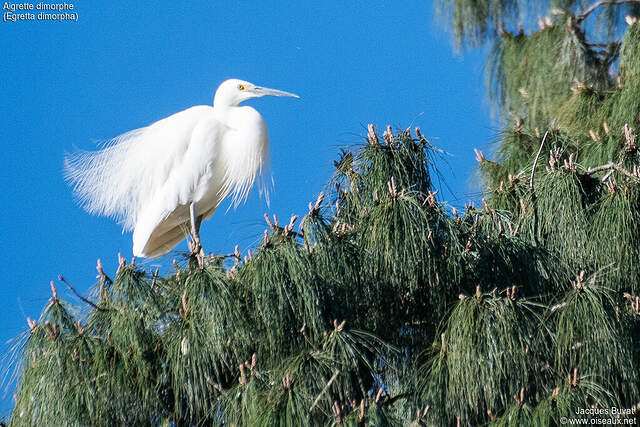 Aigrette dimorphe adulte nuptial - jabu242138