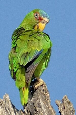 Red-lored Amazon - Amazona autumnalis