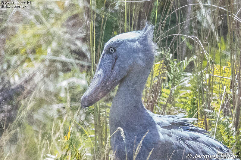 Bec-en-sabot du Nil adulte - jabu224608