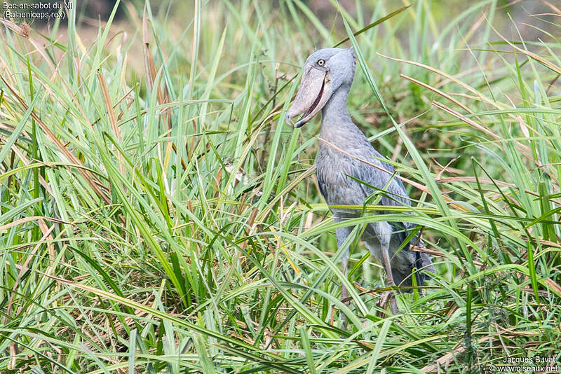 Bec-en-sabot du Nil adulte - jabu225704