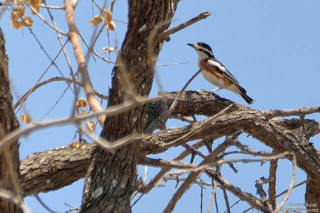 Brubru africain adulte - jabu195447