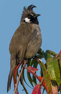 Himalayan Bulbul - Pycnonotus leucogenys