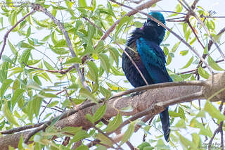 Splendid Starling - Lamprotornis splendidus male adult - jabu219612