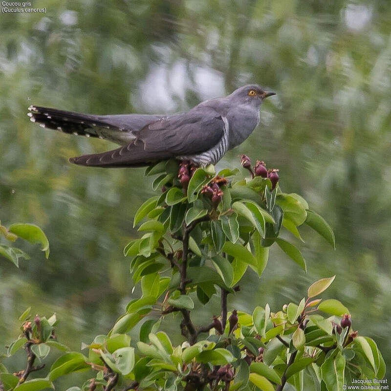 Coucou gris mâle adulte nuptial - jabu306626