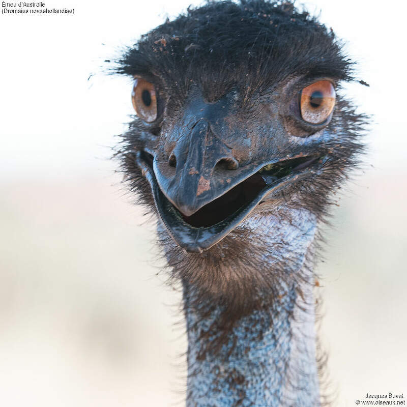 Émeu d'Australie adulte - jabu235725