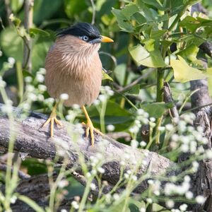 Brahminy Starling - Sturnia pagodarum