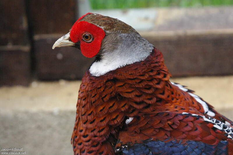 Elliot's Pheasant - Syrmaticus ellioti male adult, - jabu272227