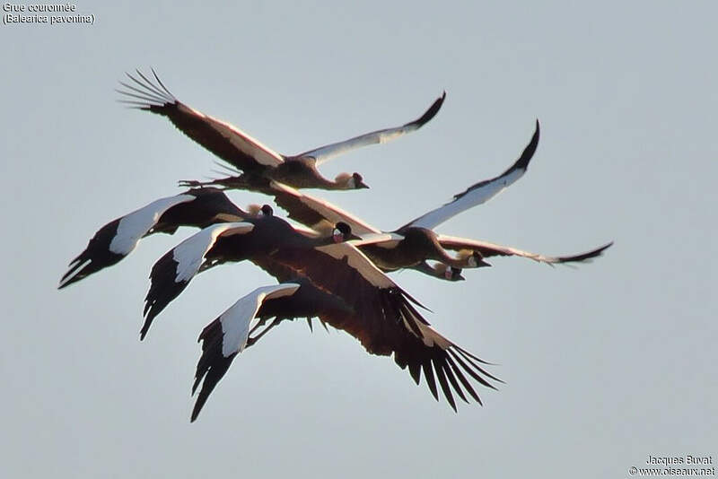 Grue couronnée - jabu230422