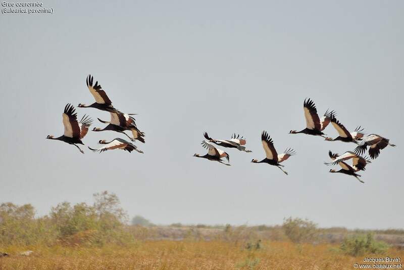 Grue couronnée adulte - jabu243295