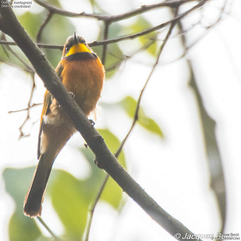 Cinnamon-chested Bee-eater - Merops oreobates adult - jabu227606