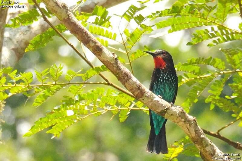 Guêpier noir adulte - jabu227502