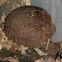 Kiwi austral - Apteryx australis
