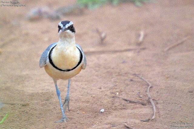 Pluvian fluviatile adulte - jabu196610