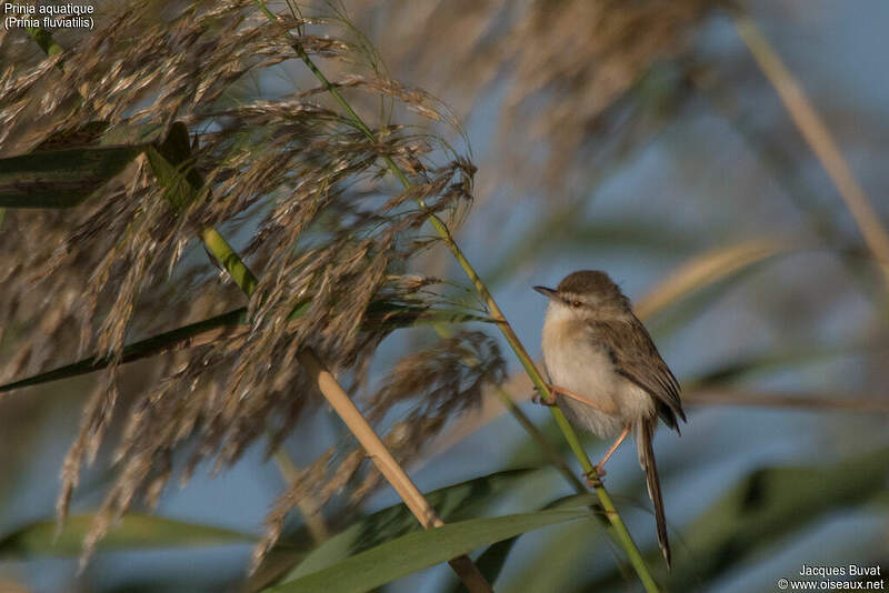 Prinia aquatique adulte - jabu212565