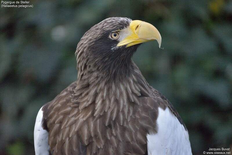 Pygargue de Steller - Haliaeetus pelagicus - jabu307841