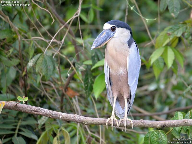Savacou huppé adulte nuptial, - jabu307835