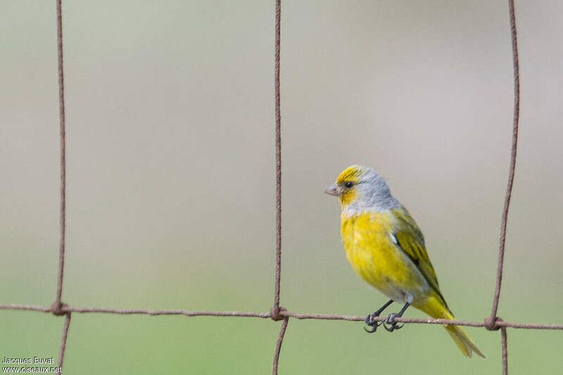 Serin du Cap mâle adulte nuptial - jabu235520
