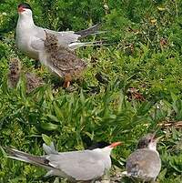Sterne pierregarin - Sterna hirundo