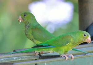 Plain Parakeet - Brotogeris tirica