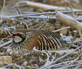 Perdrix rouge - Alectoris rufa