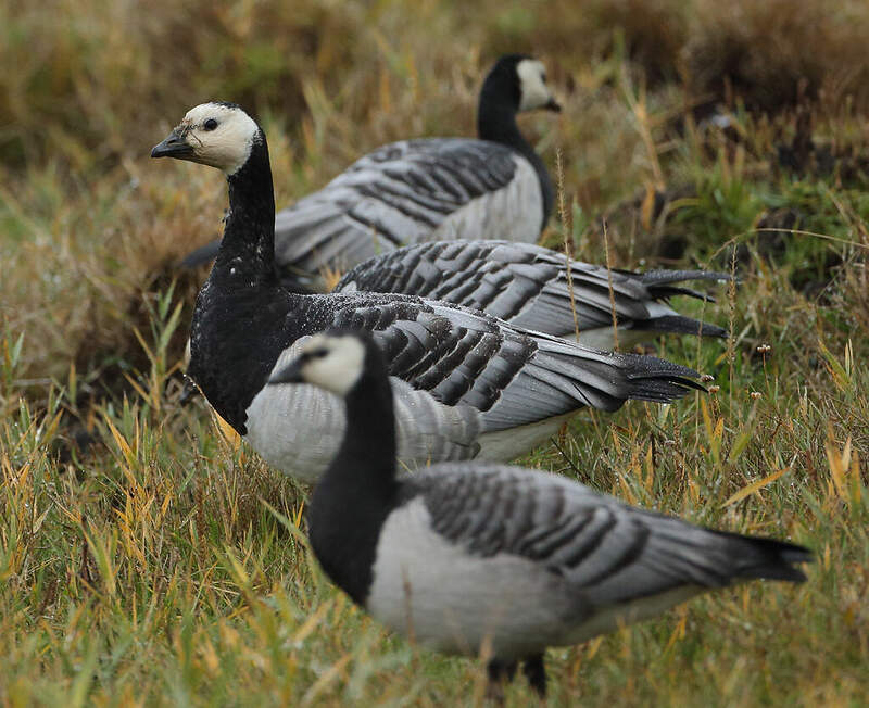 Bernache nonnette - jale192107