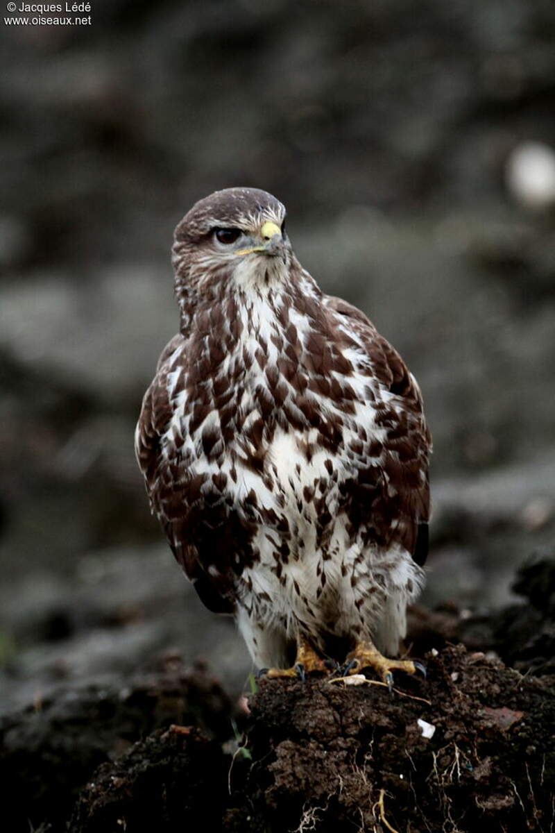 Buse variable - jale130974