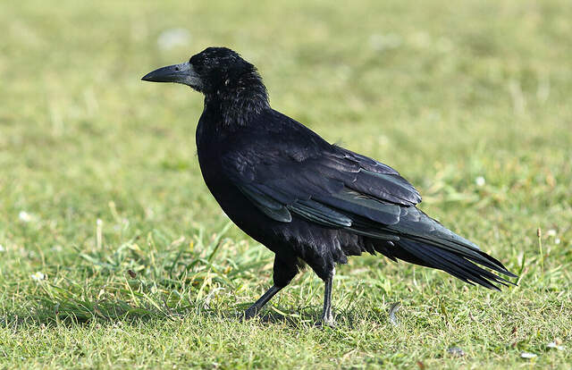 Corbeau freux - jale191371