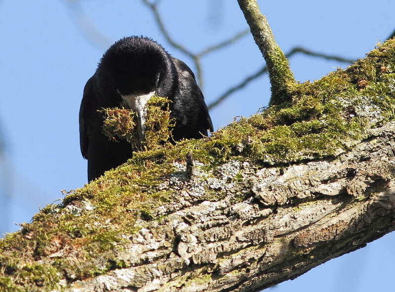 Corbeau freux adulte - jale177595