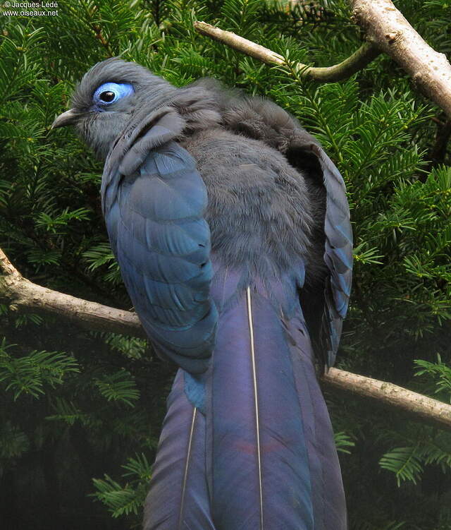 Blue Coua - Coua caerulea - jale147348