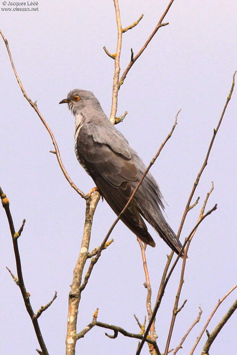 Coucou gris - Cuculus canorus - jale143196