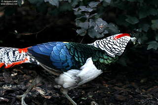 Faisan de Lady Amherst - jale147516