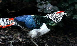 Faisan de Lady Amherst - Chrysolophus amherstiae