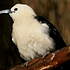 Sickle-billed Vanga - Pictures, page 1