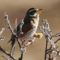 Grive mauvis - Turdus iliacus