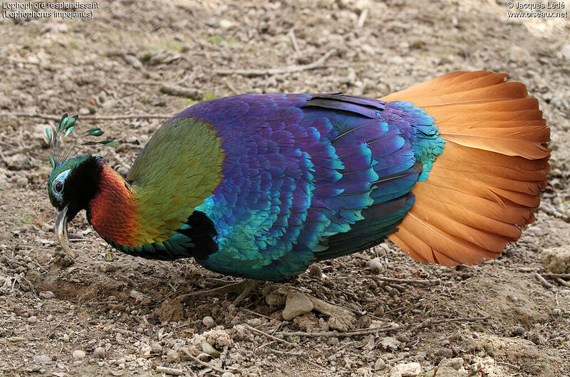 Lophophore resplendissant - jale195505