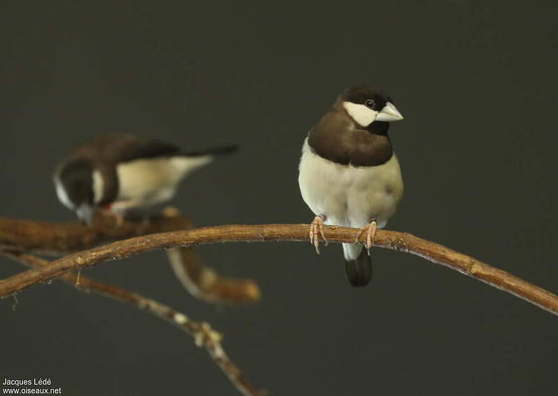 Padda de Timor - jale158509