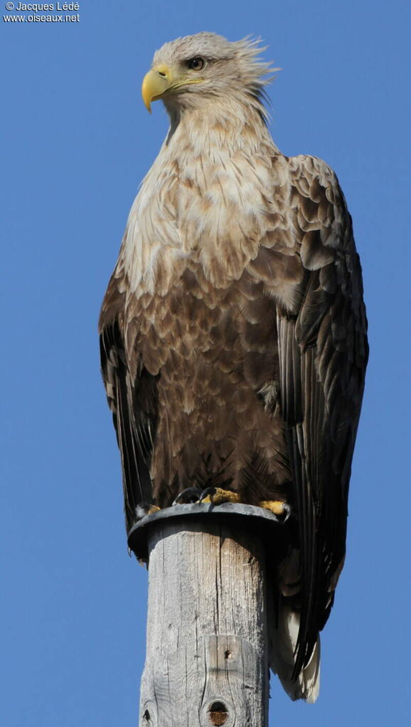 Pygargue à queue blanche - jale140046