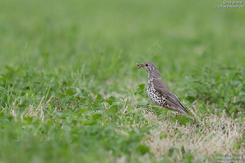 Grive draine adulte nuptial - jari224032