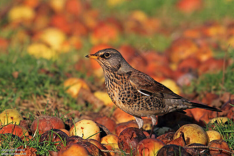 Grive litorne adulte internuptial - jari183613