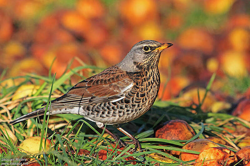 Grive litorne adulte internuptial - jari183614