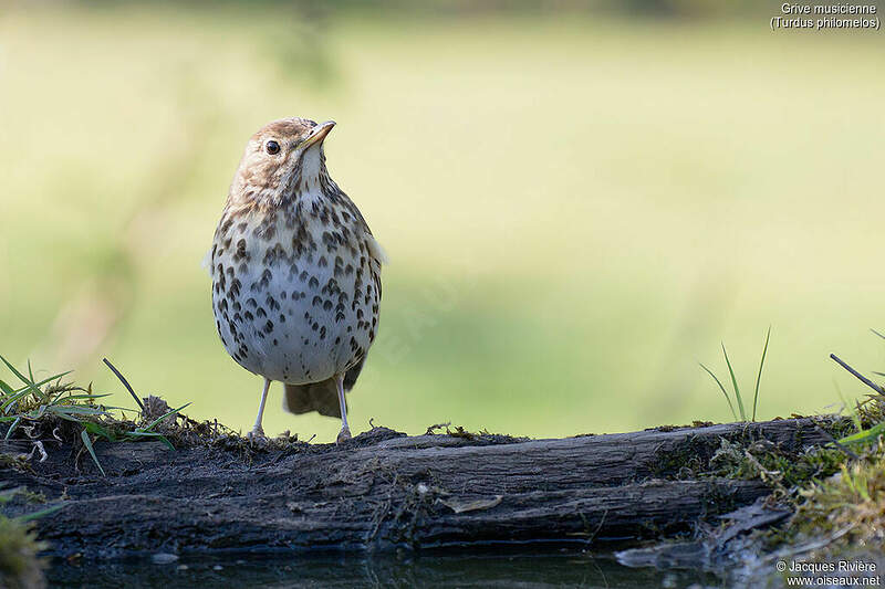 Grive musicienne adulte nuptial - jari301291