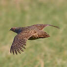 Perdrix grise - Perdix perdix